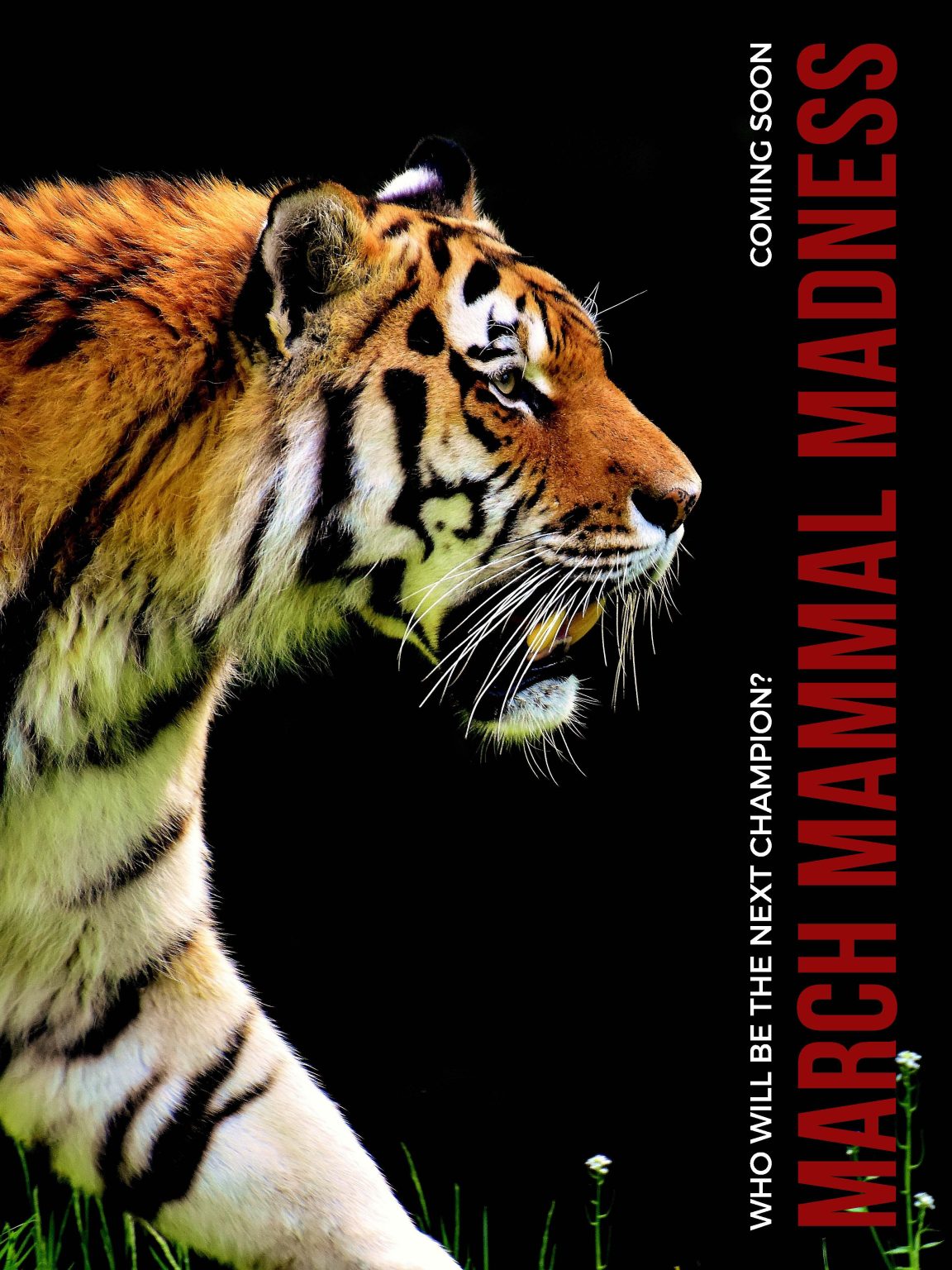 BC March Mammal Madness