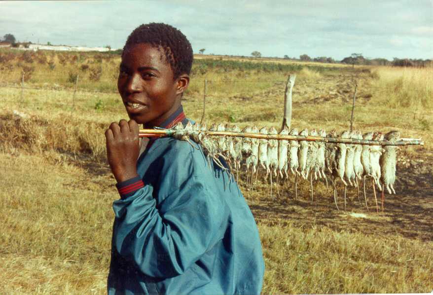 Mbeba (Mice) Delicacy – Mwizenge S. Tembo